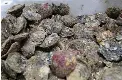 Early season Bluff oysters a treat - PressReader