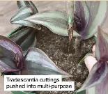 Root-rot remedy - PressReader