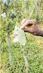 Green: Gov’t sets aside millions to treat with yam rust disease ...