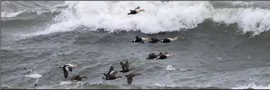 Birder’s Notebook: King Eider––A deep-diving king of the Arctic - PressReader