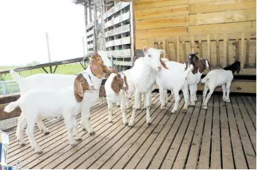 THE JOURNEY OF UNITY BOER GOAT FARM - PressReader