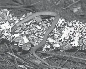 What snakes could be in your neck of the woods in Fayettevil­le ...