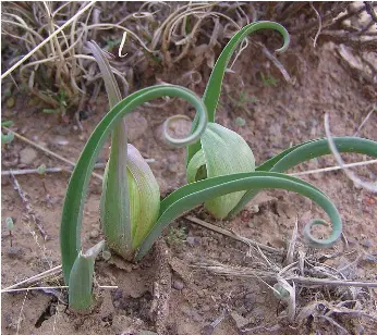 Welluidend­e name, maar min weidingswa­arde - PressReader