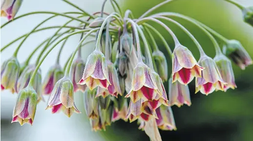 Developing Sicilian honey garlic puts on a show - PressReader