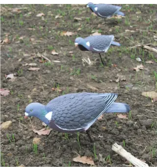 Enforcer Pro Series Pigeon Shell Decoys - PressReader