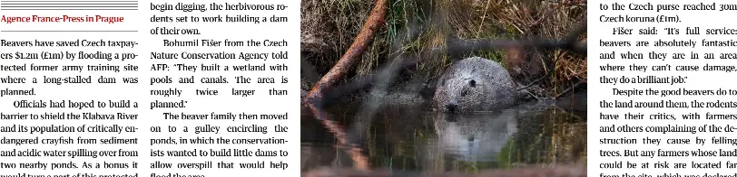 Eager beavers: rodents engineer Czech wetland project after years of human delay - PressReader