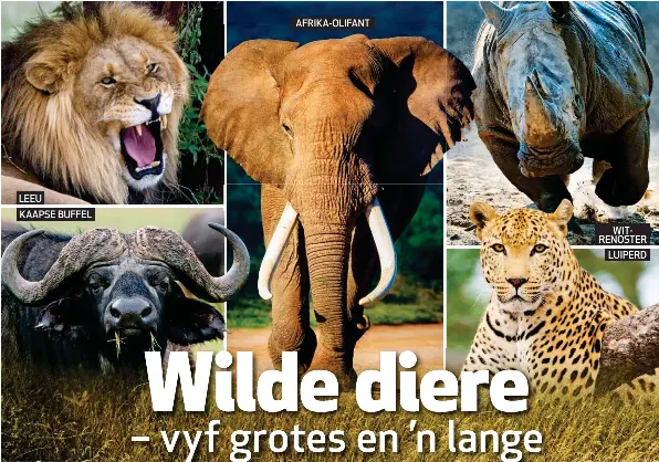 Ons ns gaan op safari afari met die Groot root Vyf VyfV - PressReader