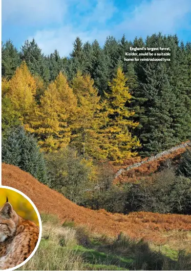 LOCALS BACK LYNX RETURN IN NORTHERN ENGLAND - PressReader
