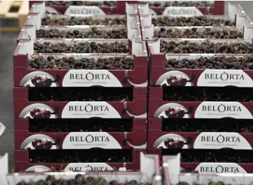 BelOrta neemt Belgische Fruitveili­ng officieel over - PressReader