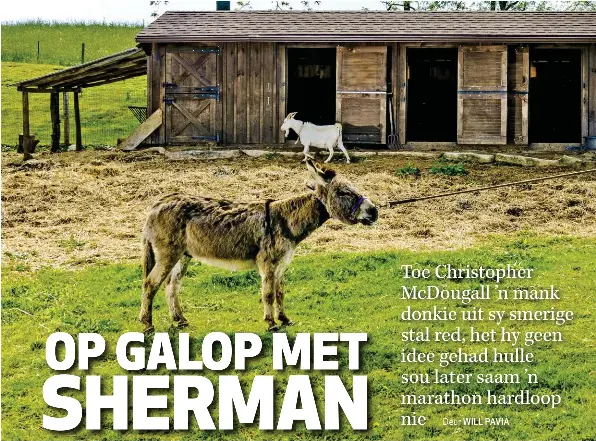 Man en donkie hardloop marathon - PressReader