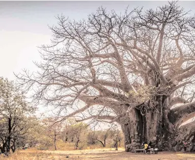 Greatest living branch of South African history - PressReader