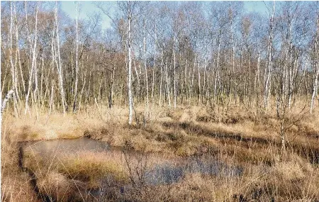 Moor-Birke als Symbol für das Leben und die Fruchtbark­eit - PressReader