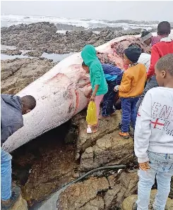 Whale carcass harvested by locals in Hermanus - PressReader