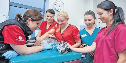Dog blood donation appeal at city vets - PressReader