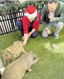 Pigs get Christmas pardon in Miami - PressReader