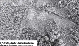 EU poised to delay landmark deforestat­ion rule for one year - PressReader