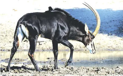 ZVIWANIKWA ZVEZIMBABW­E – - PressReader