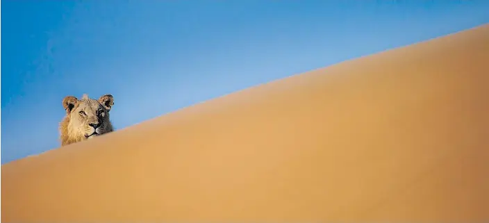 Storm brewing over hunt of iconic - PressReader