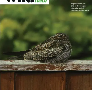 Lost & Found - PressReader