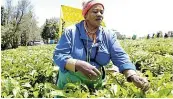 New hope, cash for Magwa and Majola tea estates - PressReader