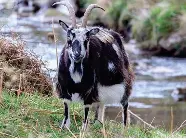 Anger over plan by rewilding firm for feral goats cull to protect ...