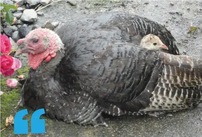 Plucking the turkey - PressReader