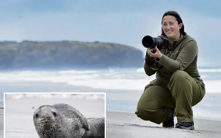 Researcher’s 101st leopard seal encounter - PressReader