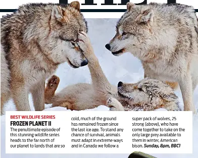 BEST wildlife SERIES FROZEN PLANET II - PressReader