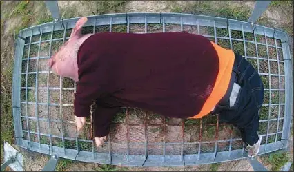 Pigs could help in body identifica­tion - PressReader