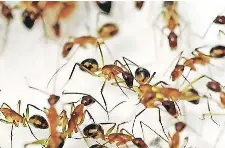 Scientists discover ants have evolved effective wound treatment ...