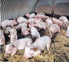 Going the whole hog - PressReader