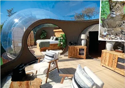 Bed down in the lion’s den - PressReader