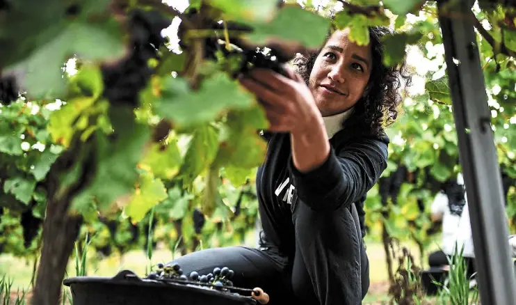 From Iran to the vineyards - PressReader