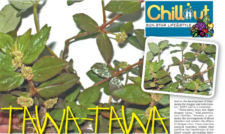 Tawa-tawa is no laughing matter - PressReader