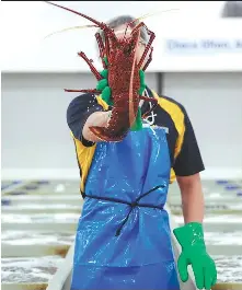 ChAFTA set for brighter next chapter - PressReader