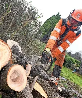 Branching out leads to a new award for firm - PressReader