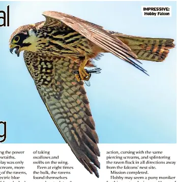 Falcons the real Top Guns of the skies with their missile precision flying - PressReader