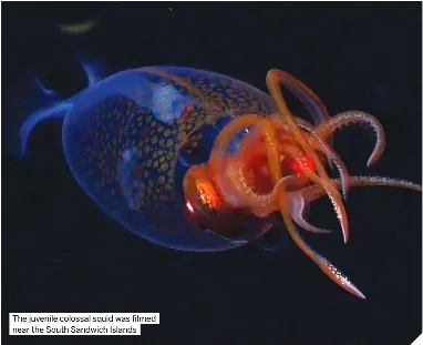 Elusive colossal squid finally caught on camera - PressReader