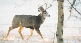 Swift action needed on chronic wasting disease - PressReader