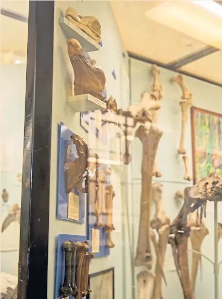 Museum offers the weird and wonderful - PressReader