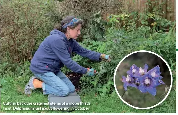 Preparing the plants and garden for winter - PressReader