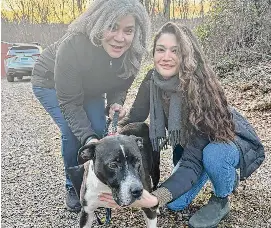 Shelter matched dogs, families during Christmas week - PressReader