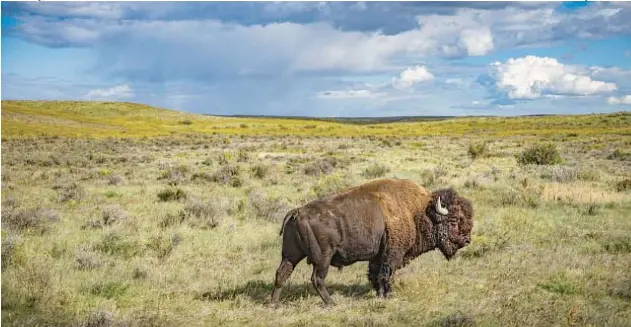 ‘American Buffalo’ another story of survival - PressReader
