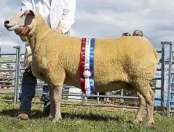 Dounby home turf hat-trick - PressReader