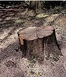 Mother killed by falling tree branch as she pushed girl, 5, out of the ...