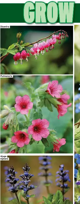 These early flowering beauties add a splash of colour during spring - PressReader