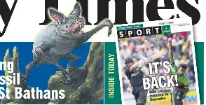 Burrowing bat- fossil gold in St Bathans - PressReader