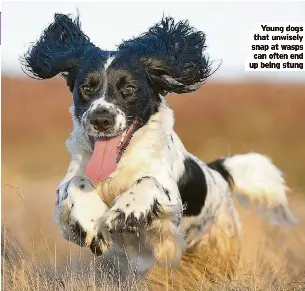 Was my spaniel stung by wasp? PAMPERED PETS A - PressReader