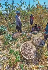 Agricultur­al crisis in Namnidbia caused by drought - PressReader