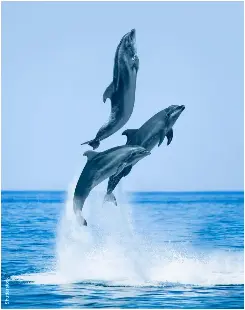 7. Japan Dolphin Day - PressReader